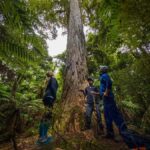 Rotorua: Whirinaki Forest Guided Tour with Spa Entry - Morning Pickup and Journey to Whirinaki