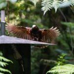 Sanctuary Mountain Ancient Forest Walk & Hamilton Gardens Tour - What’s Included and Why It Matters