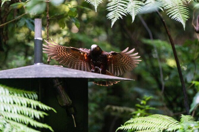 Sanctuary Mountain Ancient Forest Walk & Hamilton Gardens Tour - What’s Included and Why It Matters
