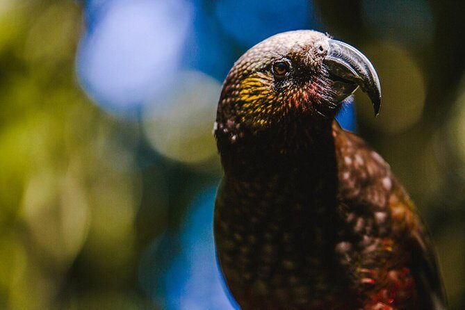 Sanctuary Mountain (Mt Maungatautari) & Waitomo Luxury Day tour from Auckland - Detailed Breakdown of the Itinerary