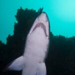 Scuba Dive With Grey Nurse Sharks in Bushrangers Bay - Why We Think This Tour Is Worth Considering