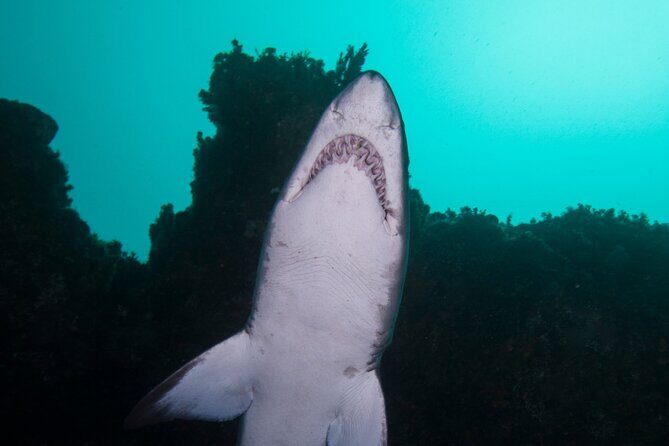 Scuba Dive With Grey Nurse Sharks in Bushrangers Bay - Why We Think This Tour Is Worth Considering