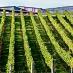 Sea, Land & Sky Premium Package - What Travelers Say: Honest Insights from Reviews