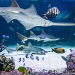 SEA LIFE Sydney Aquarium Entry Ticket - The Marine Creatures: Highlights and Unique Finds