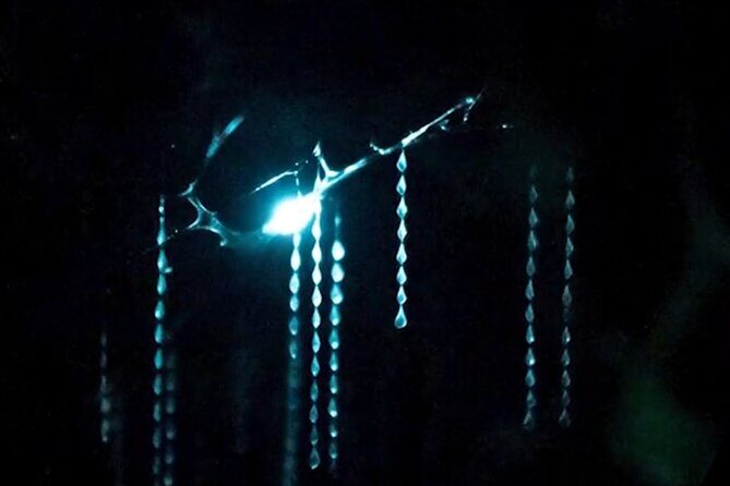 See Auckland's Secret Glow Worms - Why This Tour Is Worth Considering