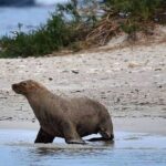 Shoalwater Islands Marine Park Cruise with Lunch - The Lunch at Pengos Cafe