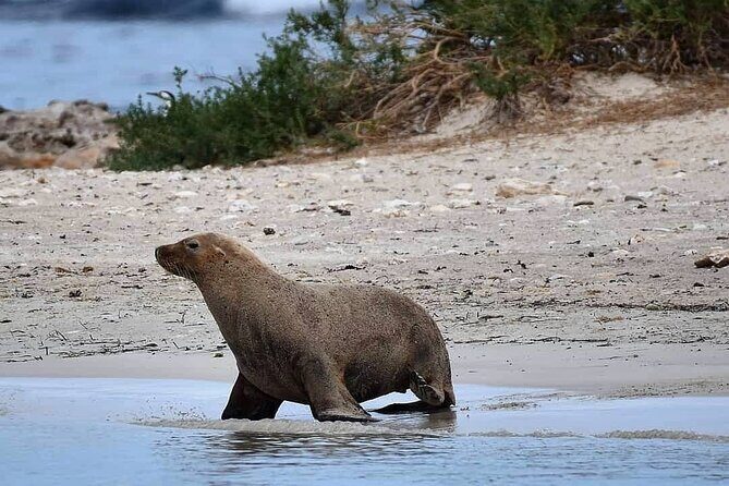 Shoalwater Islands Marine Park Cruise with Lunch - The Lunch at Pengos Cafe