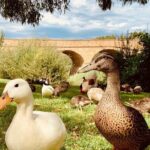 Shore Excursion - nipaluna (Hobart) Highlights - The Itinerary: What Can You Expect?