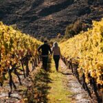 Small Batch Private Wine Experience in Gibbston, Queenstown. - Why This Tour Offers Great Value