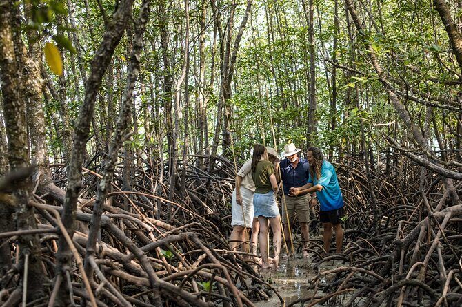 Small Group Daintree Rainforest and Aboriginal Coastal Adventure - The Itinerary Breakdown