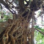 Small-Group Trekking Experience in Daintree National Park - The Itinerary Breakdown