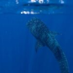 Snorkel with Giants at Ningaloo Reef - What Makes This Tour Special?
