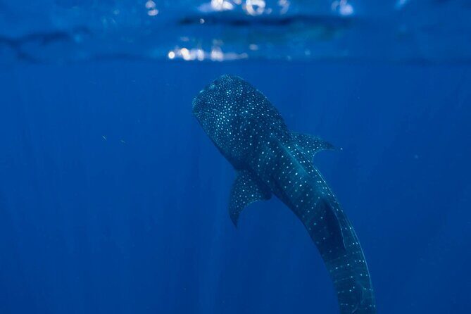 Snorkel with Giants at Ningaloo Reef - What Makes This Tour Special?