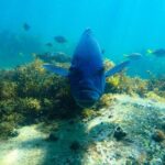Snorkeling Adventure for Kids with Private Guide In Sydney - What Happens During the Tour