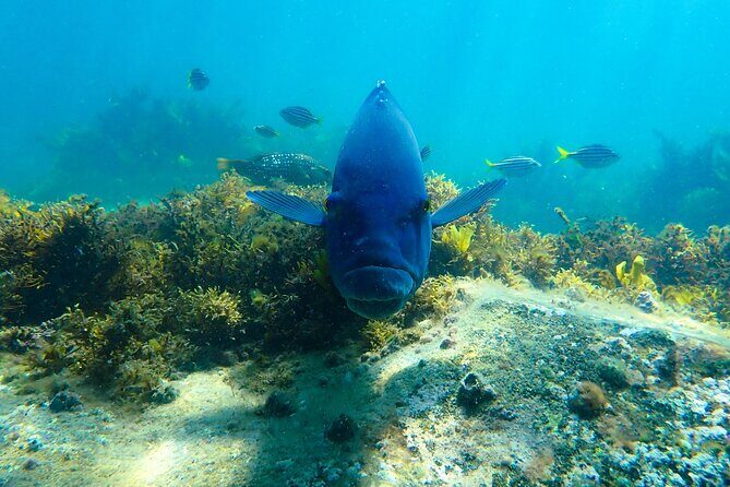 Snorkeling Adventure for Kids with Private Guide In Sydney - What Happens During the Tour