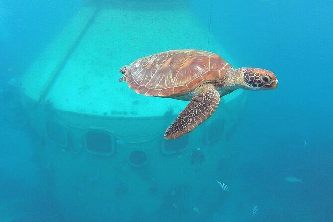 Snorkeling and Dolphin Watching with Lunch Package - Why This Tour Offers Great Value