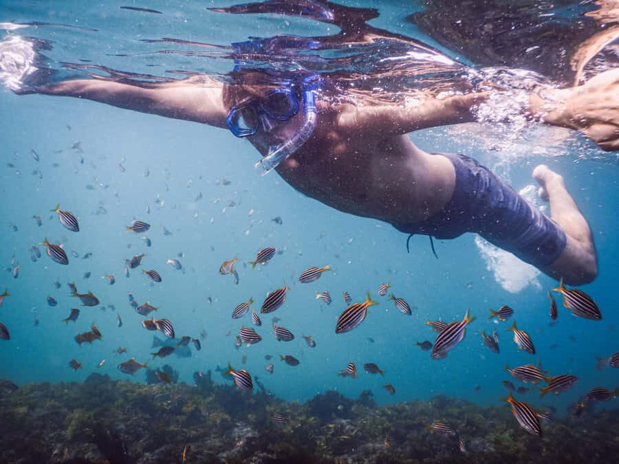 Snorkeling Tour: Discover Sydneys impressive sea life - Why This Tour Offers Value