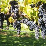 Solo Traveller Full Day Wine Gourmet and Scenic Delights Tour from Blenheim - Why This Tour Stands Out