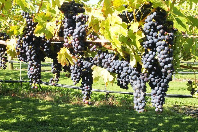 Solo Traveller Full Day Wine Gourmet and Scenic Delights Tour from Blenheim - Why This Tour Stands Out