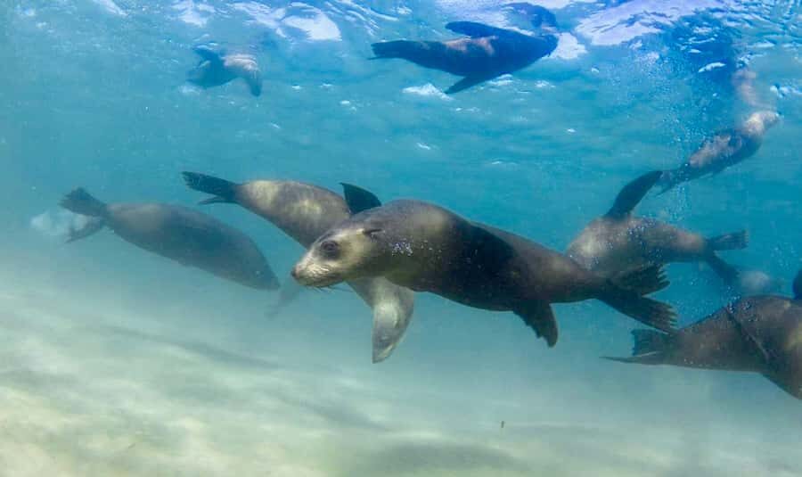 Sorrento: Seal and Sea Dragons 2-Hour Snorkel Experience - An In-Depth Look at the Experience