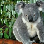 Stunning Great Ocean Road Day Tour | Pick Up From Melbourne - Authentic Insights from Past Travelers