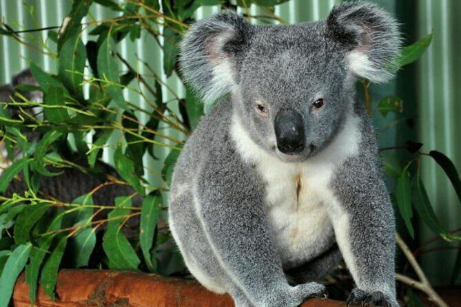 Stunning Great Ocean Road Day Tour | Pick Up From Melbourne - Authentic Insights from Past Travelers