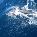 Sunset sailing trip on the Lagoon of Tahiti - The Itinerary: What to Expect