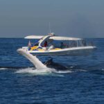 Sydney: 2.5 hour Adventure Whale Watching Cruise - What You Can Expect During the Trip