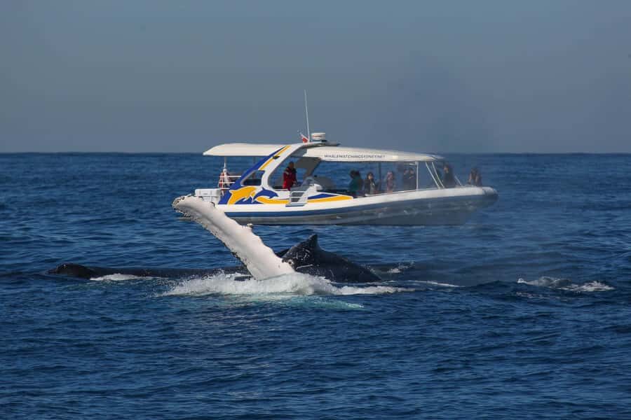 Sydney: 2.5 hour Adventure Whale Watching Cruise - What You Can Expect During the Trip