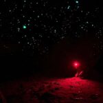 Sydney: Blue Mountains Glow Worms Wild Adventure by Night - The Nighttime Bush Walk: Into the Forest