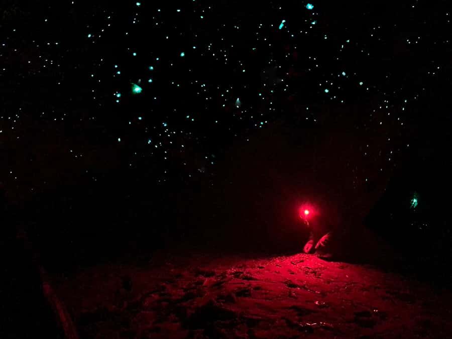 Sydney: Blue Mountains Glow Worms Wild Adventure by Night - The Nighttime Bush Walk: Into the Forest