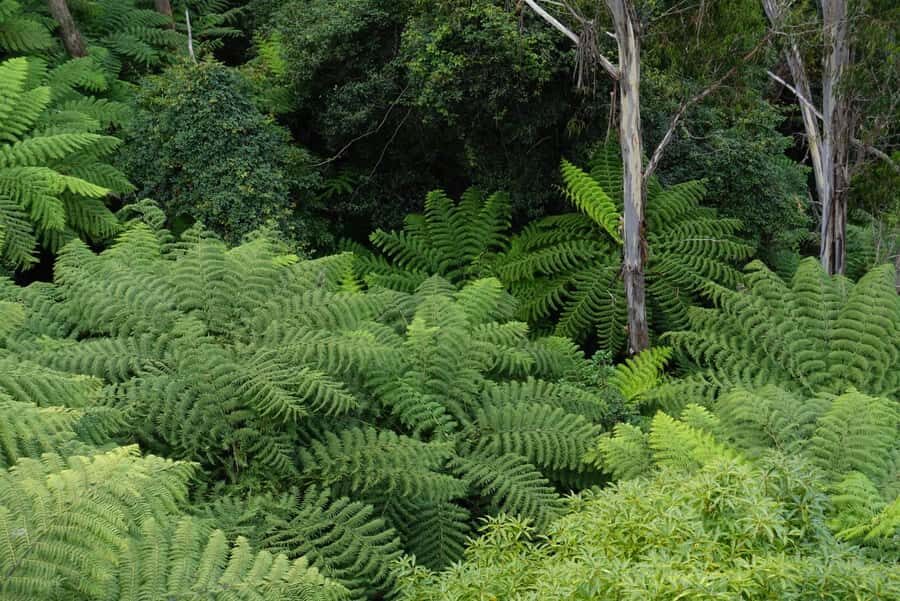 Sydney: Blue Mountains Private Wildlife Adventure Tour - An In-Depth Look at the Experience