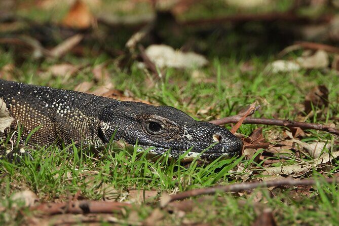 Sydney Guided Wildlife Walk Explore Birds and Nature - Final Thoughts