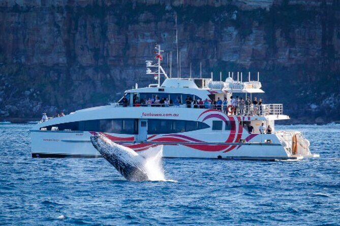 Sydney Harbour Whale Watching Experience - The Experience: A Closer Look