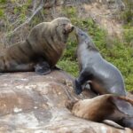 Sydney Kayak Seal Encounter Adventure with Gourmet Food - The Sum Up: Is This Tour for You?