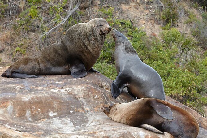 Sydney Kayak Seal Encounter Adventure with Gourmet Food - The Sum Up: Is This Tour for You?