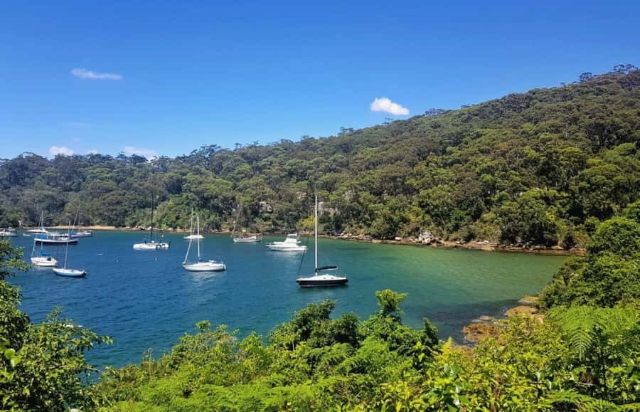 Sydney: Taronga zoo to Balmoral Walk with Ala carte Lunch - Authentic Experiences and Review Highlights