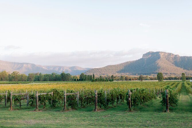 Sydney to Hunter Valley Wine Tour | Gin, Lunch, Chocolatier Visit - The Value of the Experience
