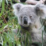 Sydney Wild Kangaroos and a Cruise: A Private Wildlife Adventure - The Practical Side: Transportation, Timing, and Accessibility