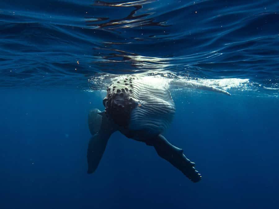 Tahiti island: Whale watching Experience - Who Is This Tour For?