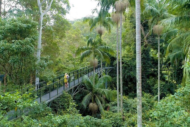 Tamborine Rainforest Skywalk + Hop on Hop off Bus - Tamborine Mountain: The Views and Wineries