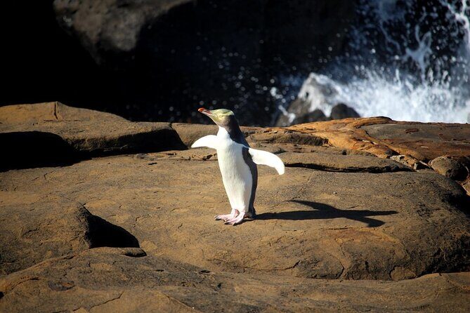 Te Anau to Dunedin Via The Catlins Small-Group Tour (One-Way) - Discovering Fossilized Forest at Curio Bay