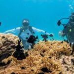 Teahupo'o Jurassic Tour and Private Diving - Diving and Snorkeling: What You Need to Know