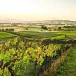 The Grape Vine - The Value of the Tour