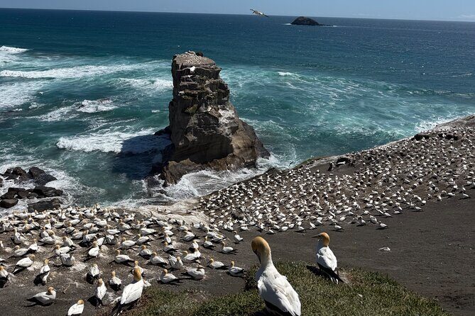 The Ultimate Muriwai Gannet Colony Experience Private Tour - Who Should Consider This Tour?