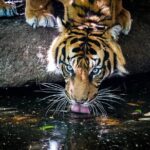 Tiger Experience at Melbourne Zoo - excl. entry - Authentic Perspectives: Real Reviews and Insights