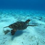 Tohora Bora Bora Snorkeling Lagoon Tours - The Itinerary in Detail