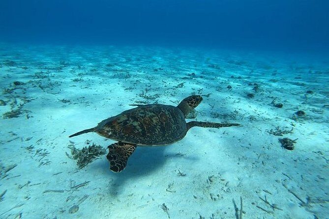 Tohora Bora Bora Snorkeling Lagoon Tours - The Itinerary in Detail