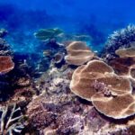 Townsville & Magnetic Island: Reef Explorer Scuba Experience - Why This Tour Is Worth It