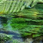 TRIPLE DEAL Wai-O-Tapu, Redwood & Blue Spring from Auckland - Starting the Day: From Auckland to Rotorua’s Geothermal Marvels